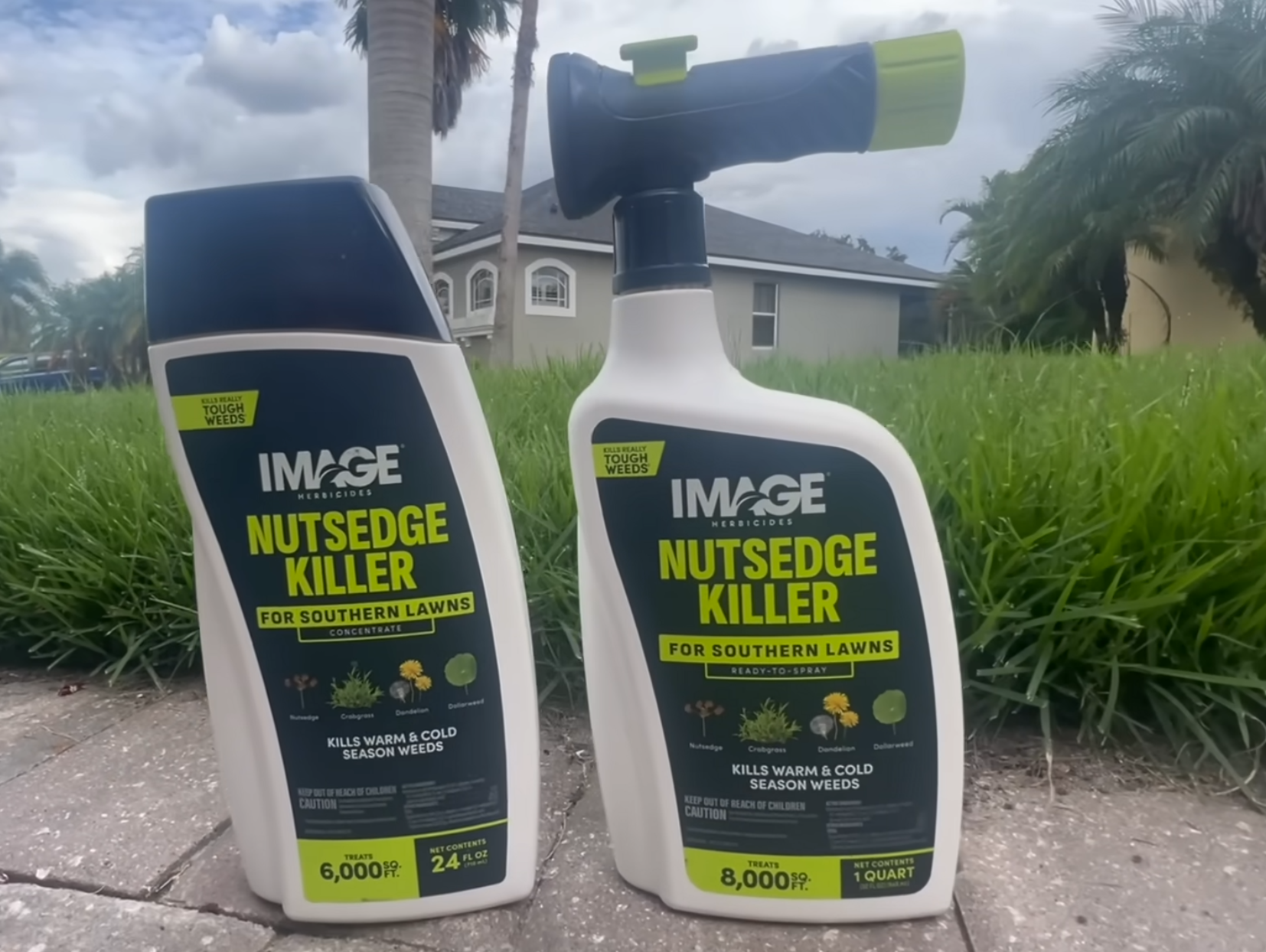 How To Get Rid of Yellow Nutsedge and Kyllinga Sedges in Your Warm ...