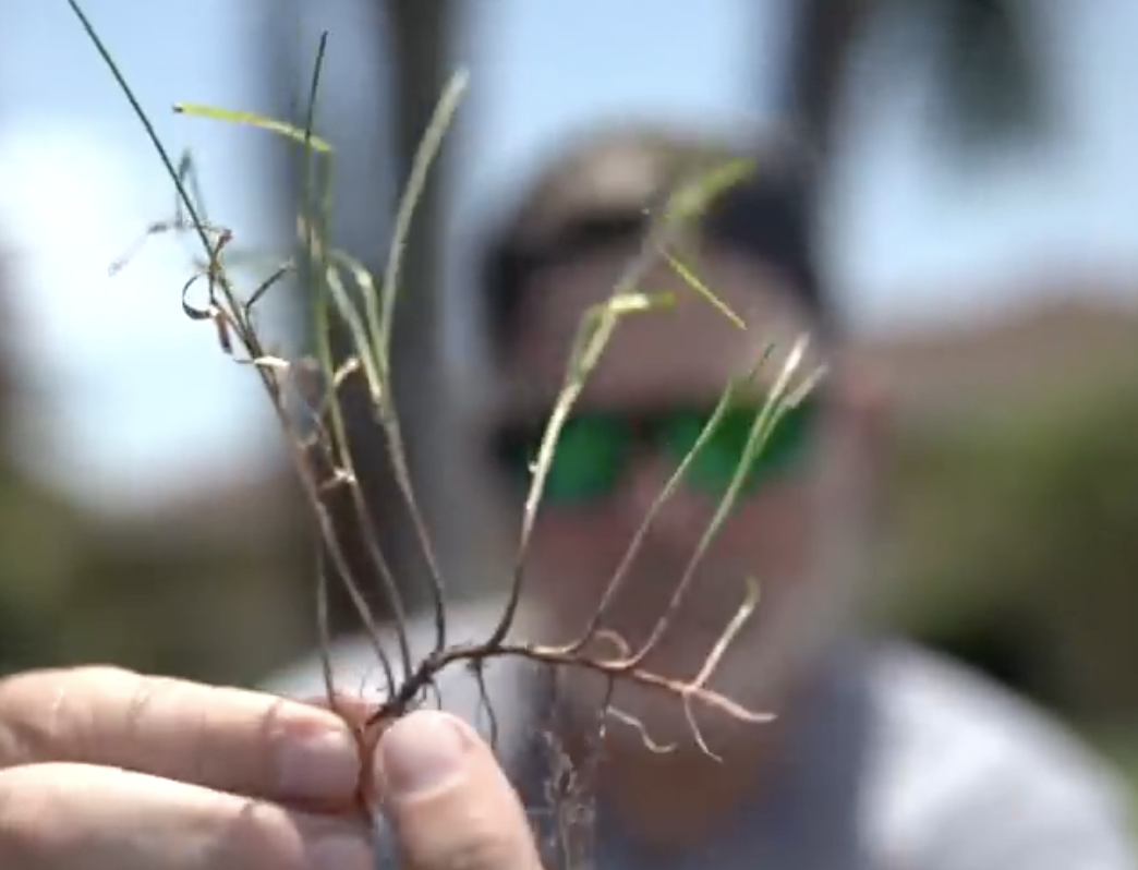 Green Kyllinga: How to Identify and Control this Invader in Your Lawn ...