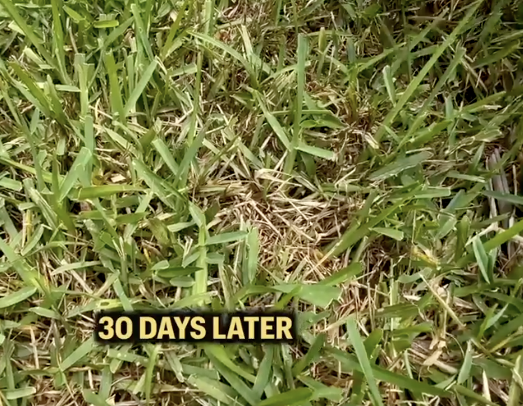 Green Kyllinga: How to Identify and Control this Invader in Your Lawn ...